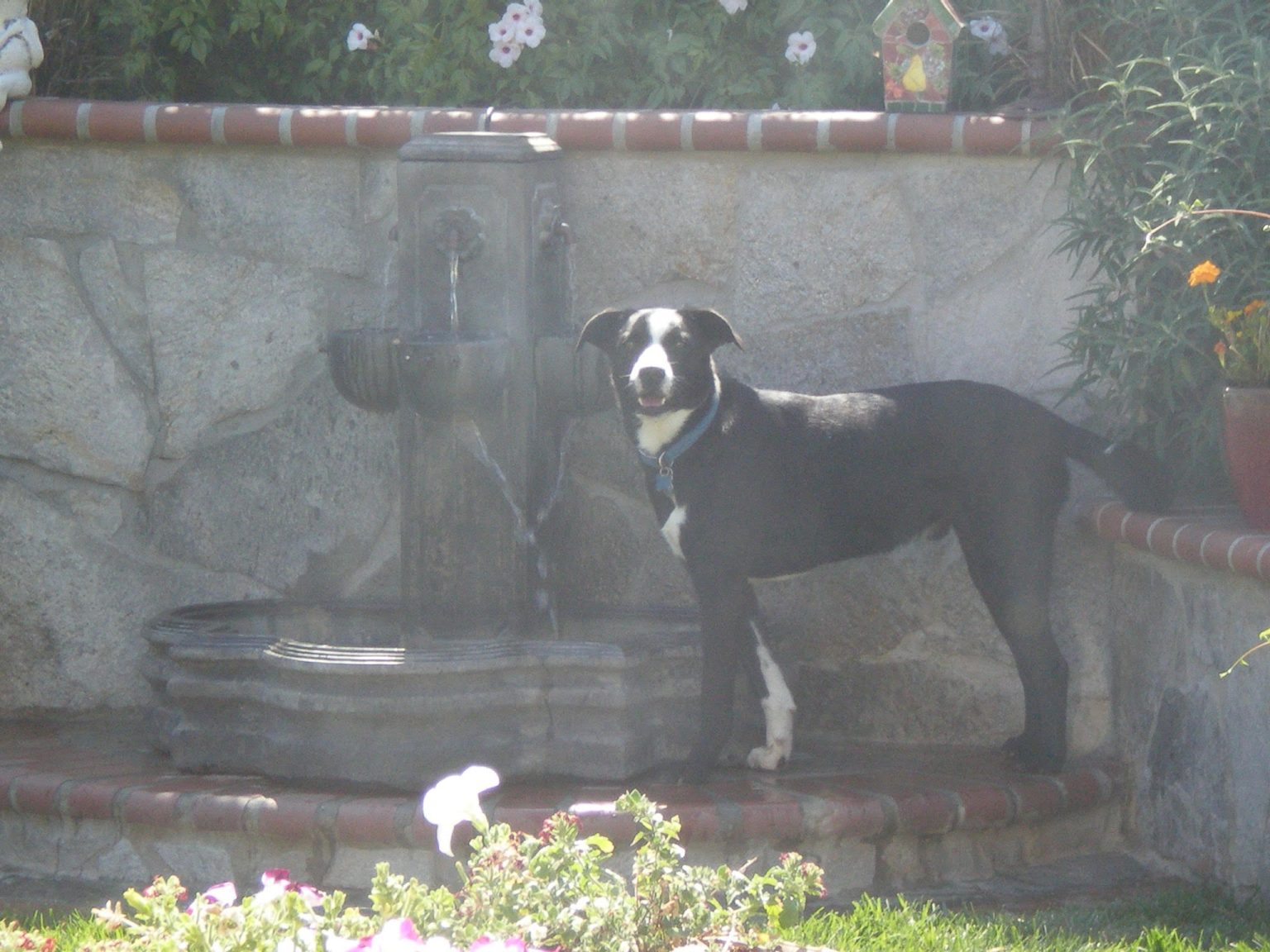 Family Pet Tribute in Turlock, CA | Family Pet Mortuary